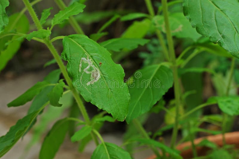 Leaf miner insect symptom stock photo. Image of animal - 96850874