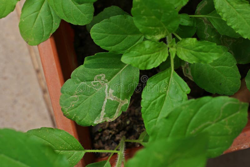 Leaf miner insect symptom stock photo. Image of chestnut - 96850906