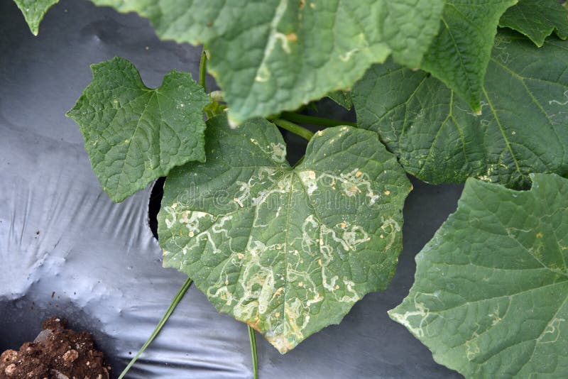 Leaf Miner Pattern on Plant Leaf, Cucumber Leaf Stock Photo - Image of ...