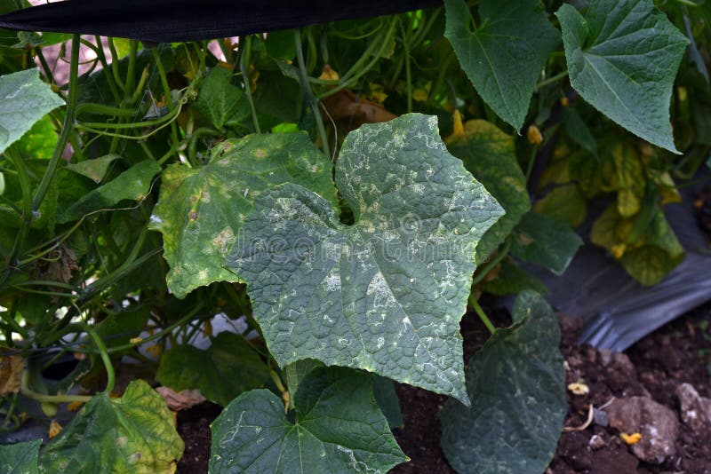 Leaf Miner Pattern on Plant Leaf Stock Photo - Image of pattern, tunnel ...
