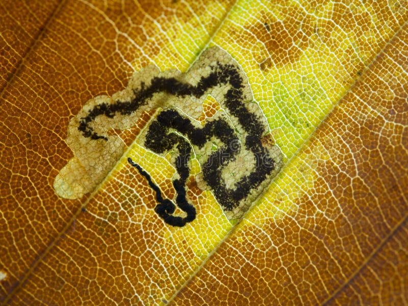 Leaf Minor Miner Damage Stock Photos - Free & Royalty-Free Stock Photos ...