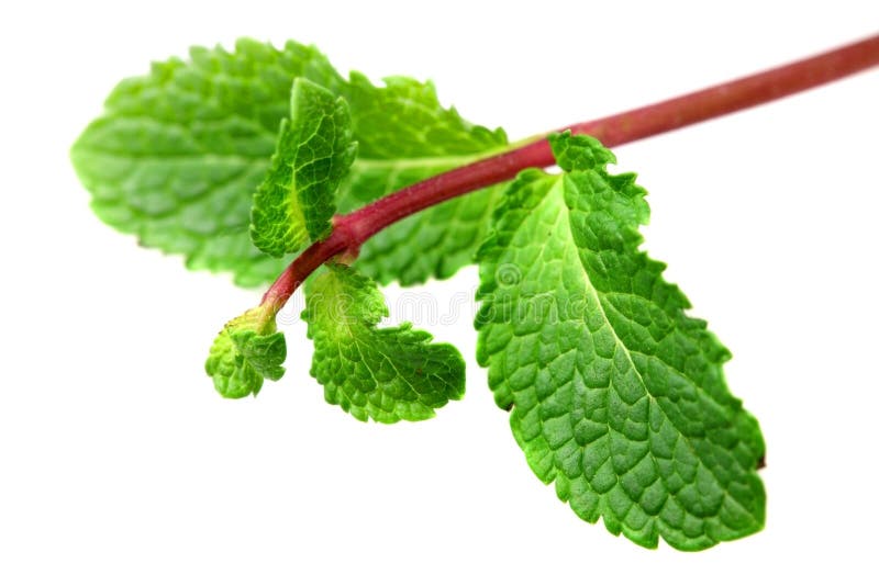 Leaf of mint stock image. Image of herbal, mint, white - 13388235