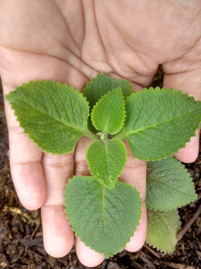 Leaf mint in my hand stock photo. Image of leaf, hand - 179698918