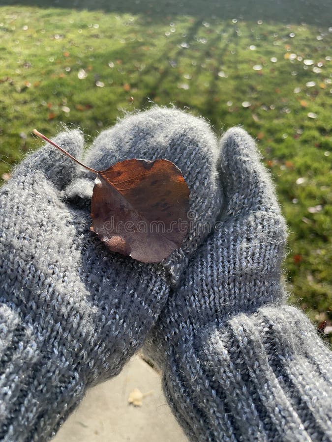 Leaf in mitten hands stock photo. Image of tree, autumn - 237055712