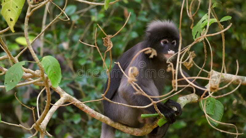 Leaf Monkey Sitting on Tree Branch Stock Footage - Video of dusky, green: 364574932
