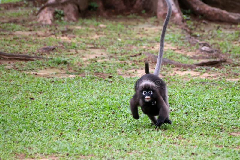 Running Monkeys on the Roads of Sri Lanka Stock Photo - Image of peace ...