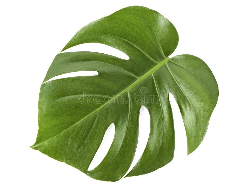 Leaf of Monstera Plant on White Background. Top View Stock Photo ...