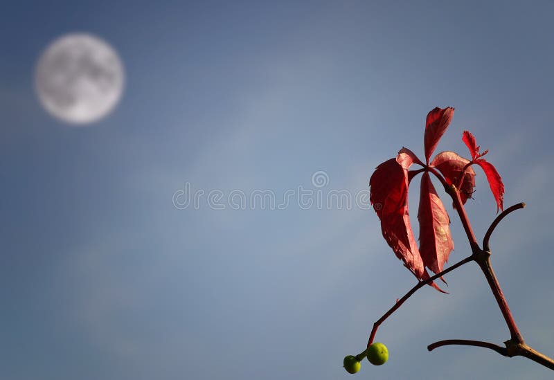 Leaf moon stock image. Image of backlit, tree, moon, blur - 369627