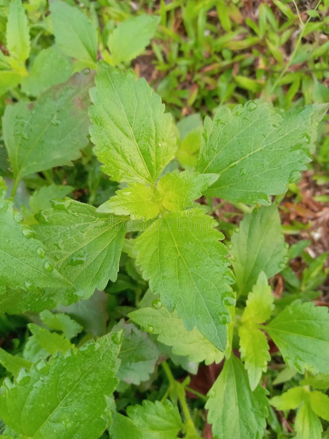 Leaf in the morning stock image. Image of leaf, plant - 201879275