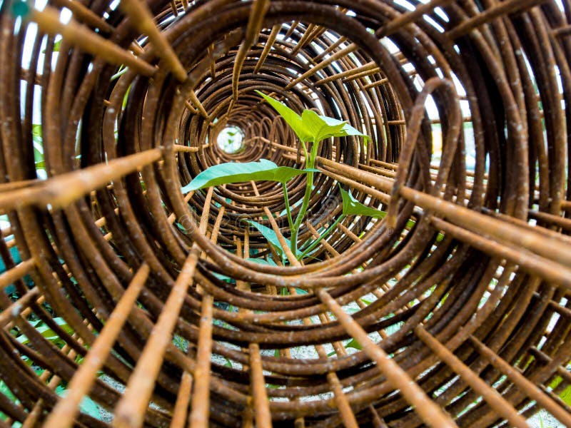 Leaf of Morning Glory Insert in Roll of Rusty Steel Wire Mesh Stock ...