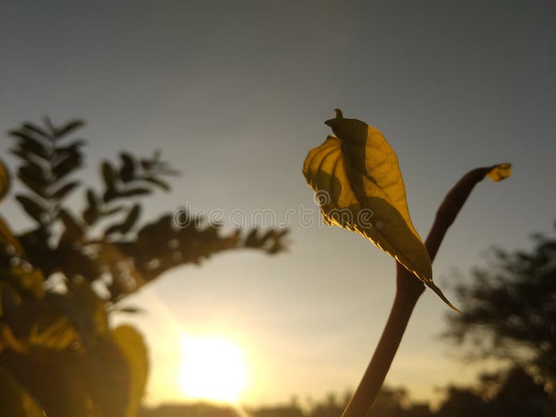 Leaf stock photo. Image of nature, light, leaf, morning - 117940748