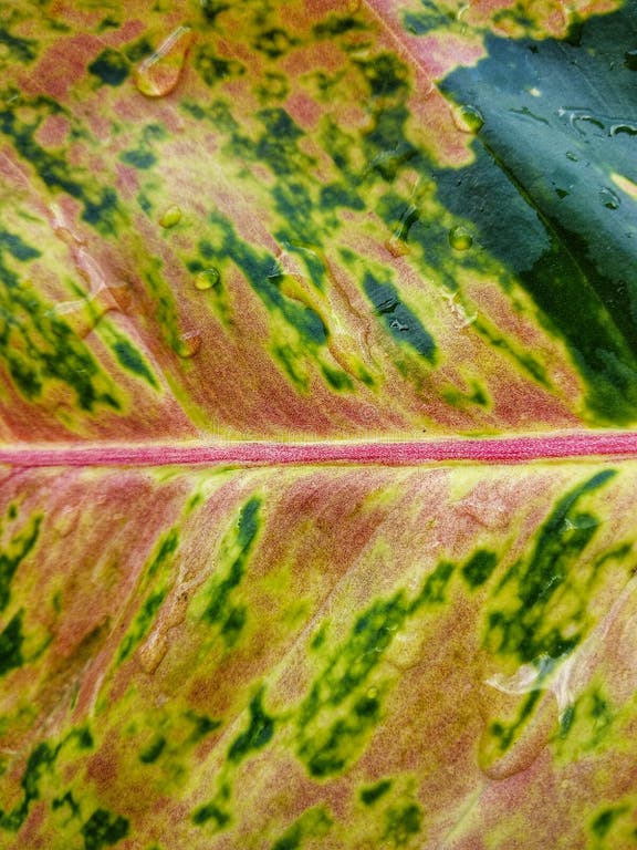 Leaf motive and texture stock image. Image of green - 290099209