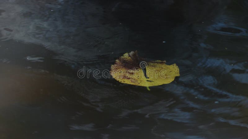 Leaf Moving through on the Surface of River Stock Footage - Video of ...