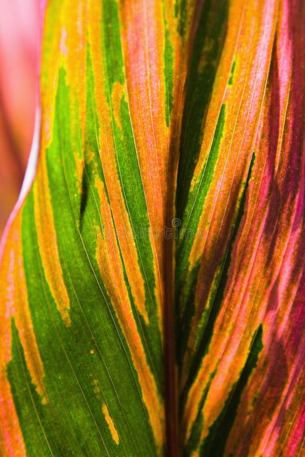 A Leaf of a Multicolored Exotic Plant. Stock Photo - Image of nature ...