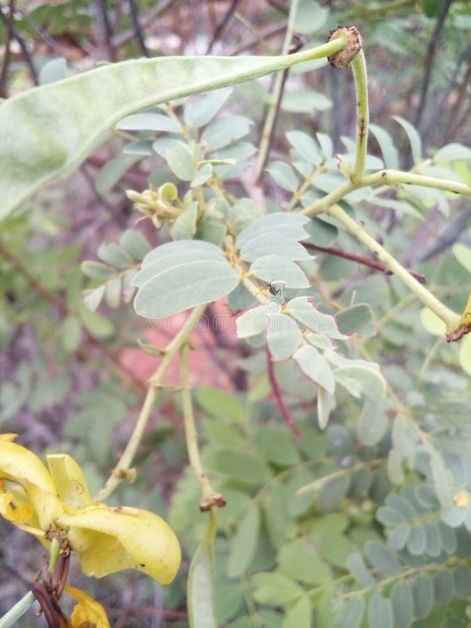 Leaf natural stock image. Image of natural, cool, leaf - 127689899