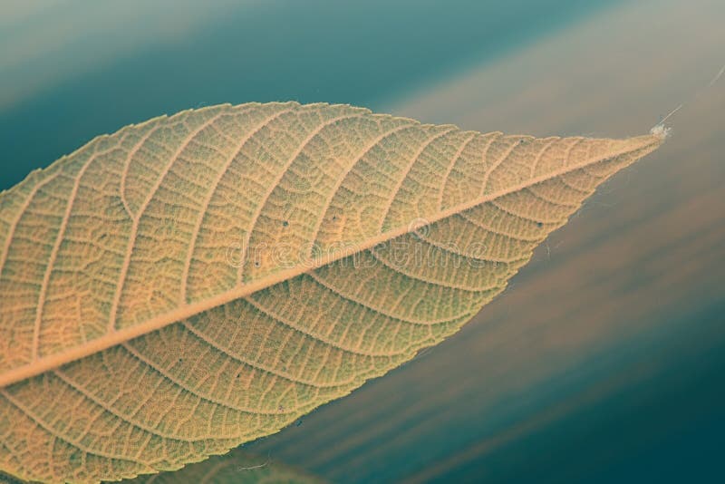 Leaf natural symmetry stock image. Image of symmetry - 119954149