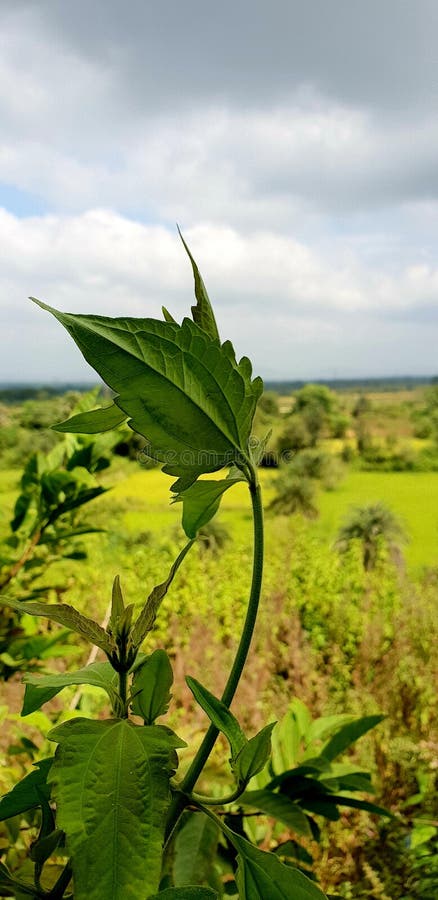 Leaf natural view stock image. Image of leaf, view, natural - 131904457