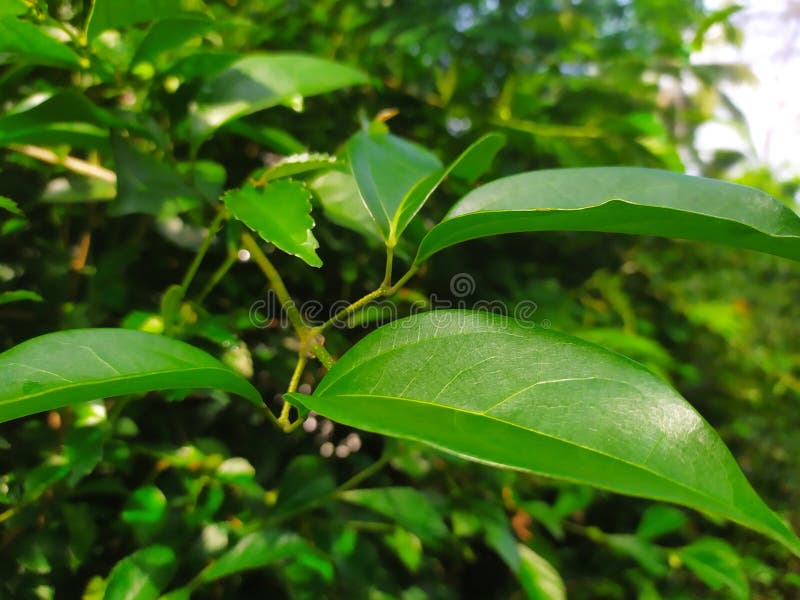 Leaf Nature Green Photo Background Stock Photo - Image of decorative ...