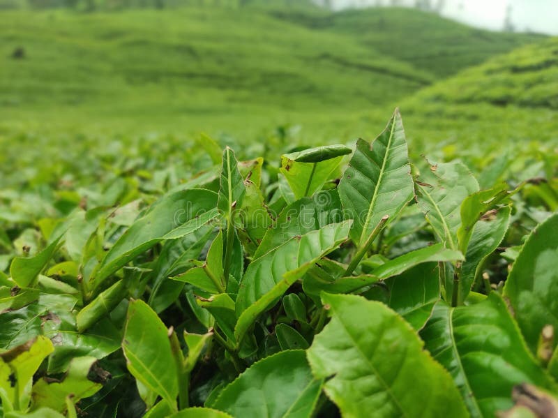 Leaf Nature Green Tea Plant Tree Botani Mountain Stock Image - Image of ...
