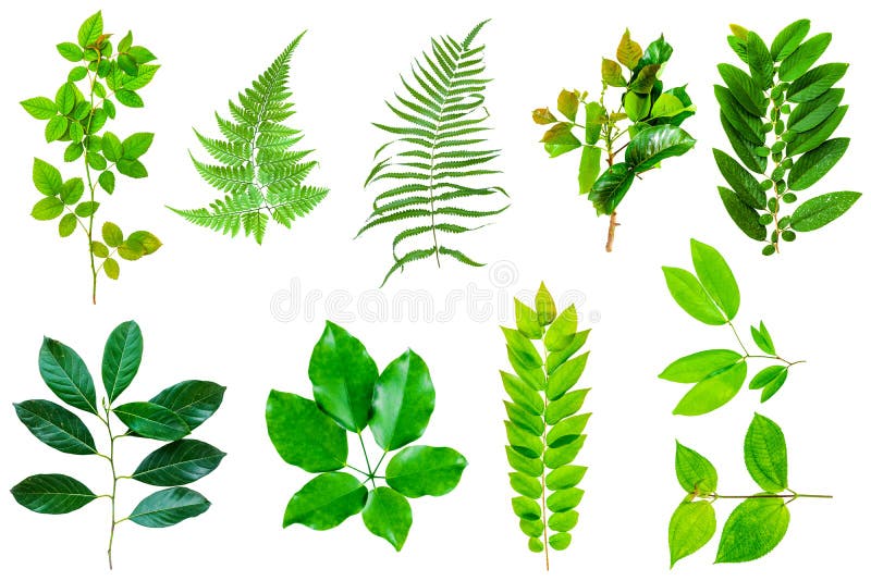 Leaf nature isolate stock photo. Image of foliage, freshness - 88041358