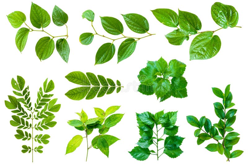 Leaf nature isolate stock image. Image of element, natural - 88041387