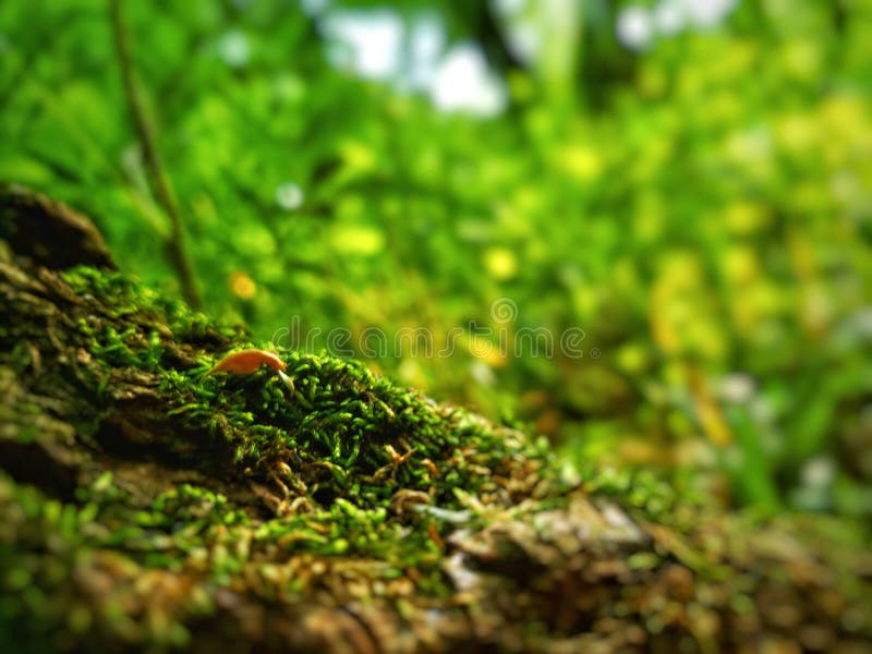 Leaf in Nature Mossy Tree Green Stock Image - Image of tree, leaf ...
