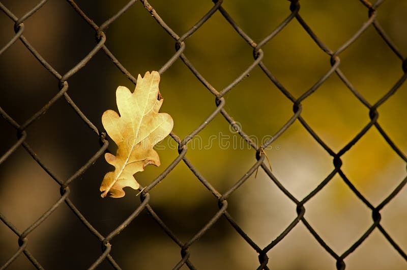 Leaf and netting stock image. Image of rock, artistic - 34581469