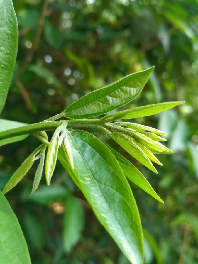 Leaf stock photo. Image of lief, quality, nice, nature - 119594290