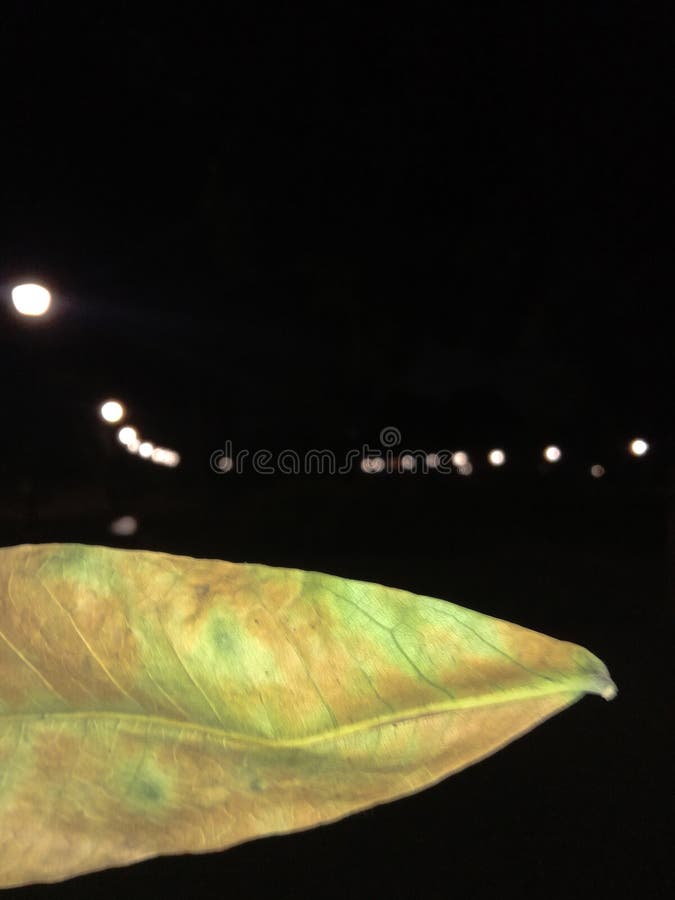 A leaf in the night stock image. Image of light, night - 163251835