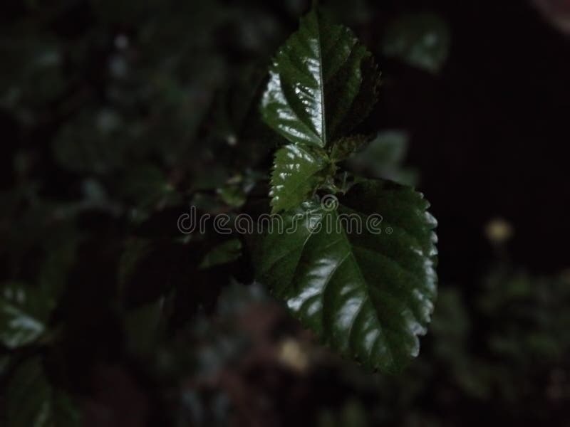 Leaf at Night Natural Beauty Stock Image - Image of beauty, night ...