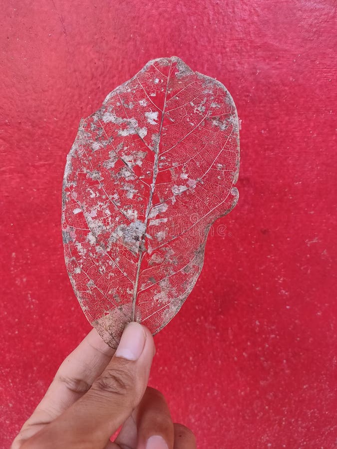 The leaf off stock image. Image of plant, leaves, leaf - 199629361