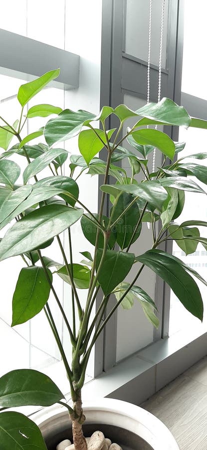 Leaf on the office stock image. Image of green, leaf - 201043871