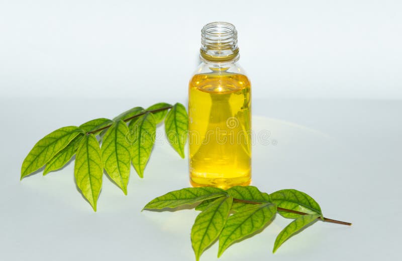 Leaf Oil in Bottle and Fresh Leaf Isolated on White Background Stock ...