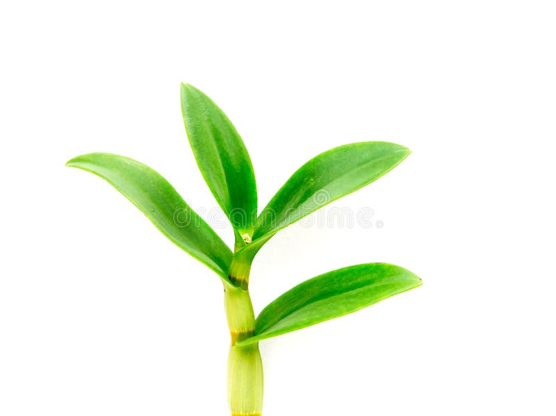 Leaf of orchid tree stock photo. Image of orchid, branch - 46681978