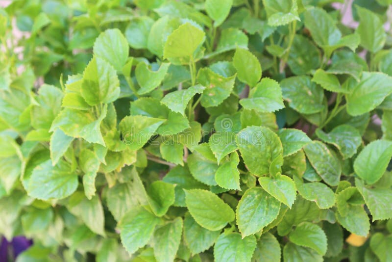 Beautiful green leaf stock photo. Image of organ, fresh - 118402016