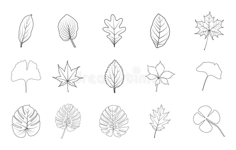 Leaf Outline, Leaves Line Art, Leaf Line Art, Leaf Outline, Leaf Line ...