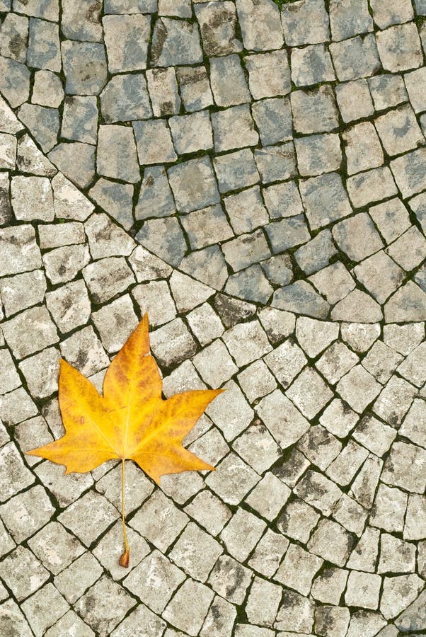 Leaf over stone stock photo. Image of autumnal, nature - 26416182