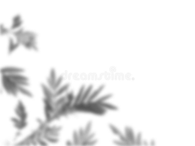 Leaf Overlay Shadow on White Texture Background. Perfect for Decorative ...