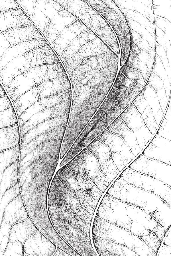 Leaf Overlay Texture stock vector. Illustration of foliage - 46085173