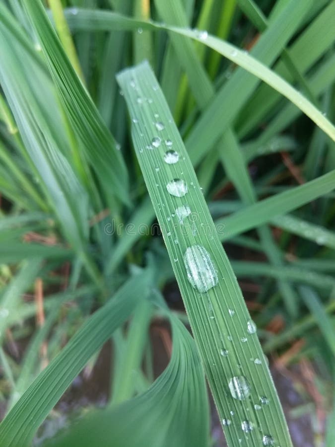 Paddy leaves stock image. Image of droplets, water, leaf - 125516431