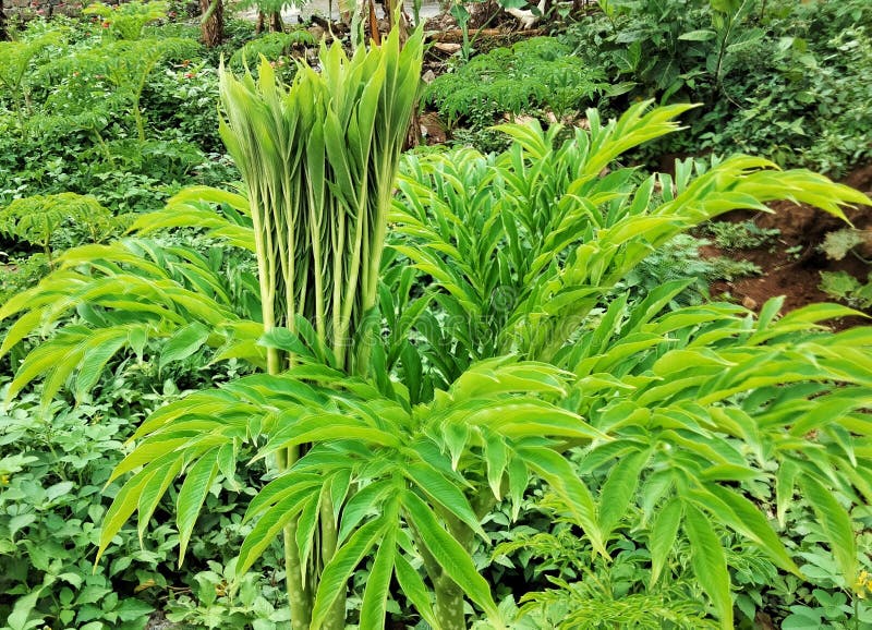 The Leaf of Paku from Indonesia Stock Photo - Image of paku, tree ...