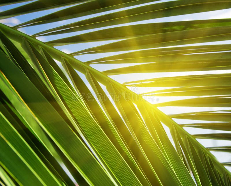 Bright palm leaf close up. stock image. Image of vegetation - 95360191