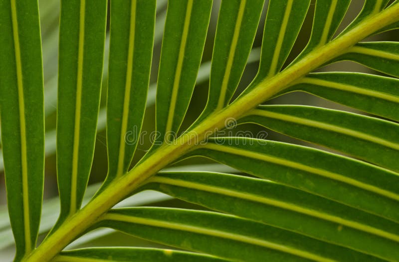 Palm tree leaves stock photo. Image of sharp, tree, nature - 154693344