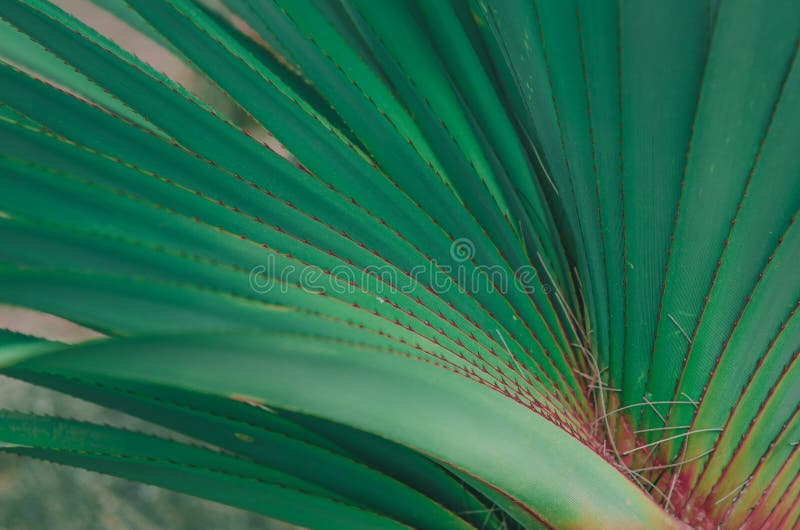 Leaf of the Palma & X28;closeup& X29; Stock Image - Image of cactus ...