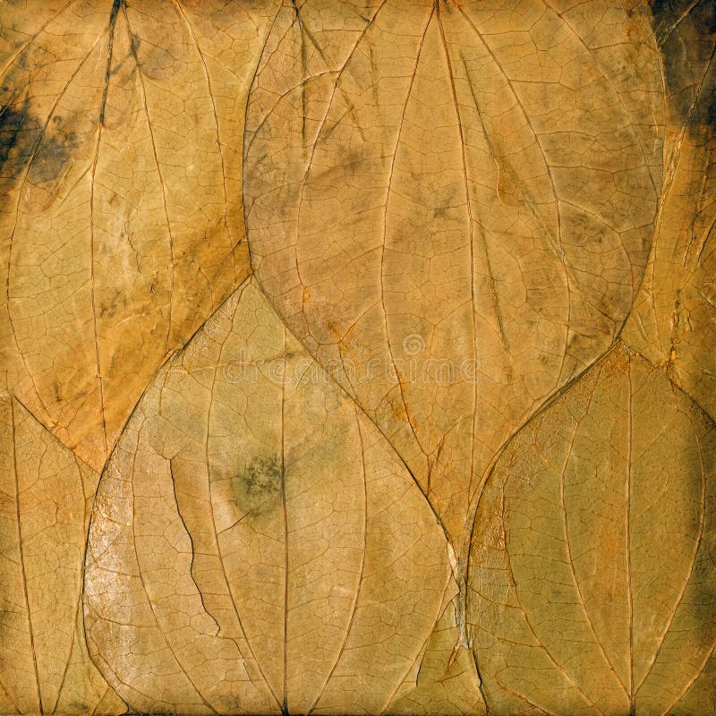 Leaf paper stock photo. Image of ancient, aged, dried - 3139004