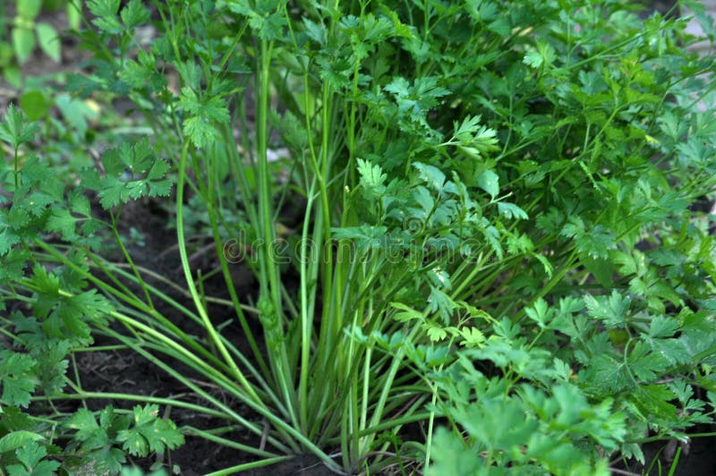 Leaf Parsley Grows in Open Ground Stock Photo - Image of spices, summer ...
