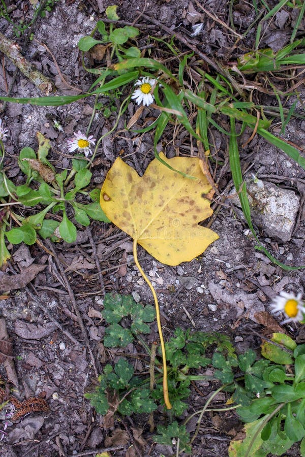 A Leaf in a Path in the Forest Stock Photo - Image of bright, growth ...