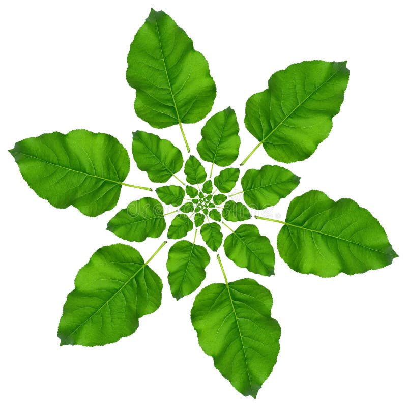 6,990 Single Leaf White Vein Pattern Stock Photos - Free & Royalty-Free ...