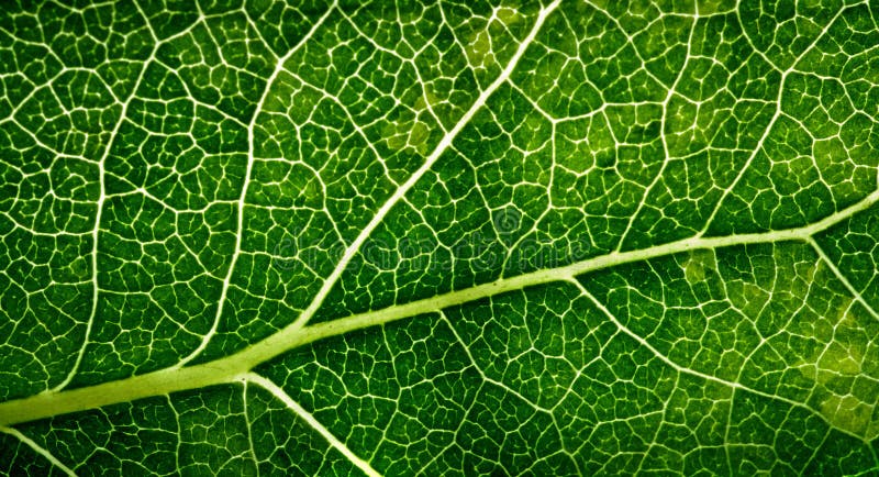 Leaf Pattern stock image. Image of gardeining, leaf, abstract - 789471