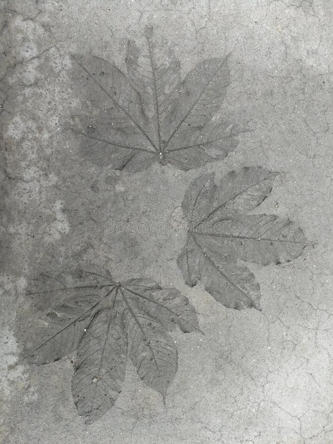 Leaf pattern, cement floor stock photo. Image of leaf - 155173940
